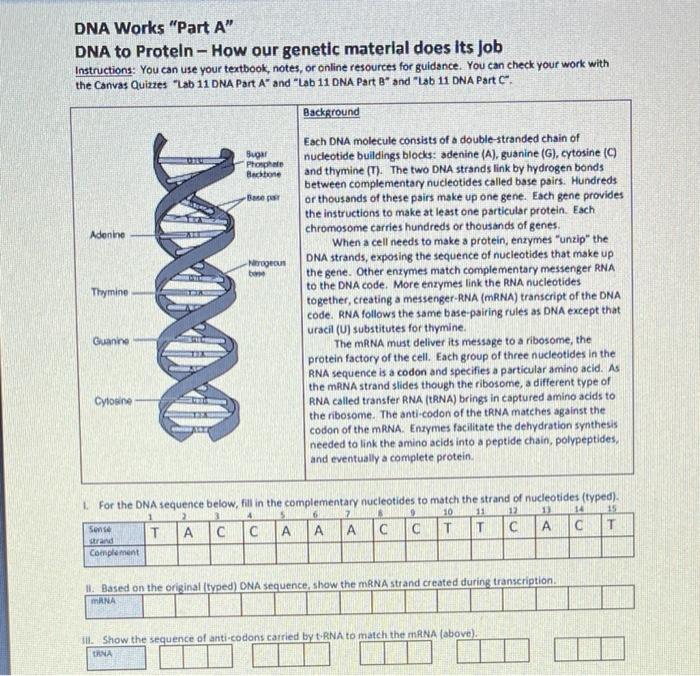 Solved DNA Works "Part A" DNA to Protein - How our genetic | Chegg.com