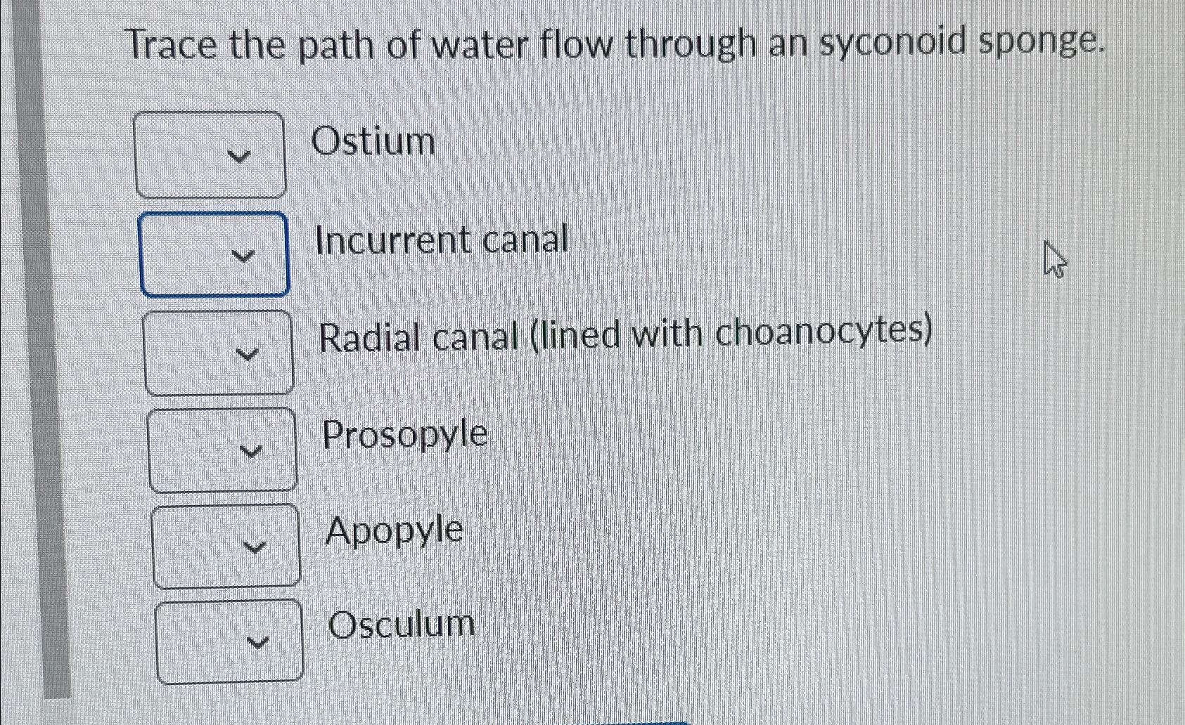 Solved Trace the path of water flow through an syconoid | Chegg.com