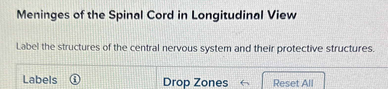 Solved Meninges of the Spinal Cord in Longitudinal ViewLabel | Chegg.com
