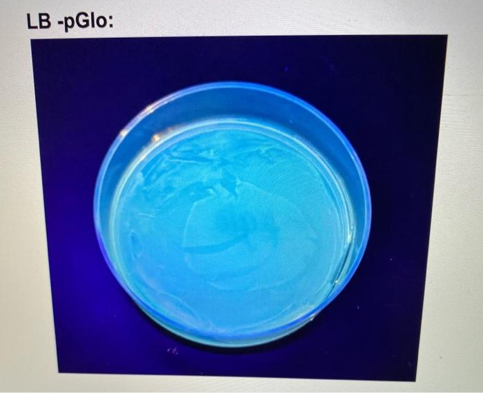 Table 1 - Observations of LB agar plates after | Chegg.com