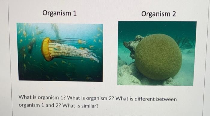 Solved Organism 1 Organism 2 What is organism 1? What is | Chegg.com