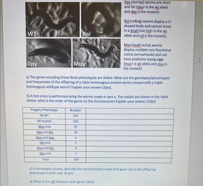 Solved DRX (dumpy) worms are short and fat (dpy+ is the wt | Chegg.com