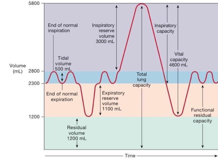 Solved Why do you think that the red line of the spirogram | Chegg.com