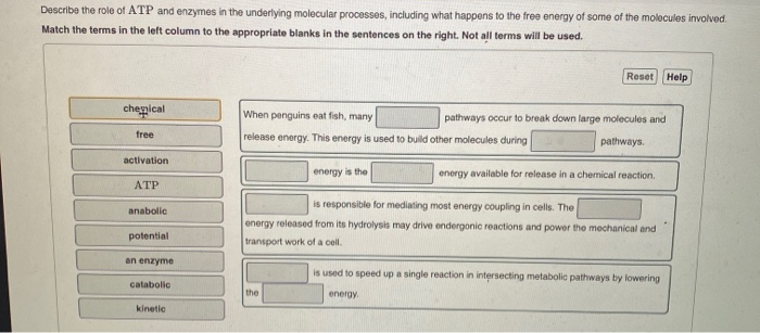 Solved Describe the role of ATP and enzymes in the | Chegg.com