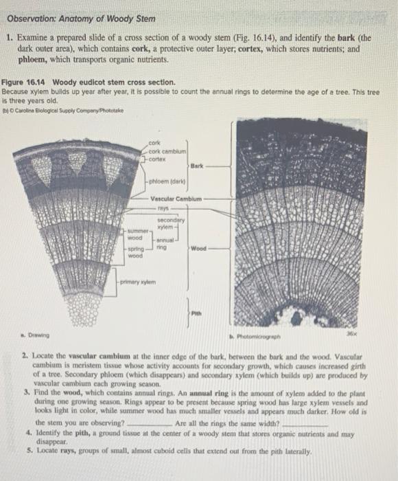 Solved Observation: Anatomy of Woody Stem 1. Examine a | Chegg.com