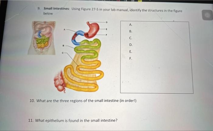 Solved 9. Small Intestines: Using Figure 27−5 in your lab | Chegg.com