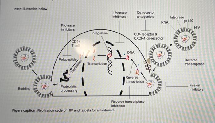 Please draw Illustration of Candida auris Can | Chegg.com