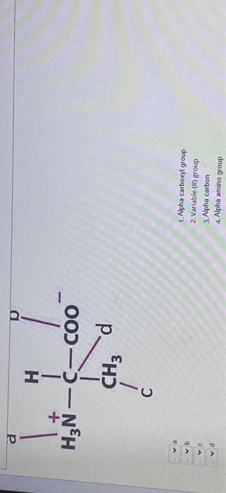 Solved 1. Alpha carboxyl group 2. Variable (R) group 3. Apha | Chegg.com