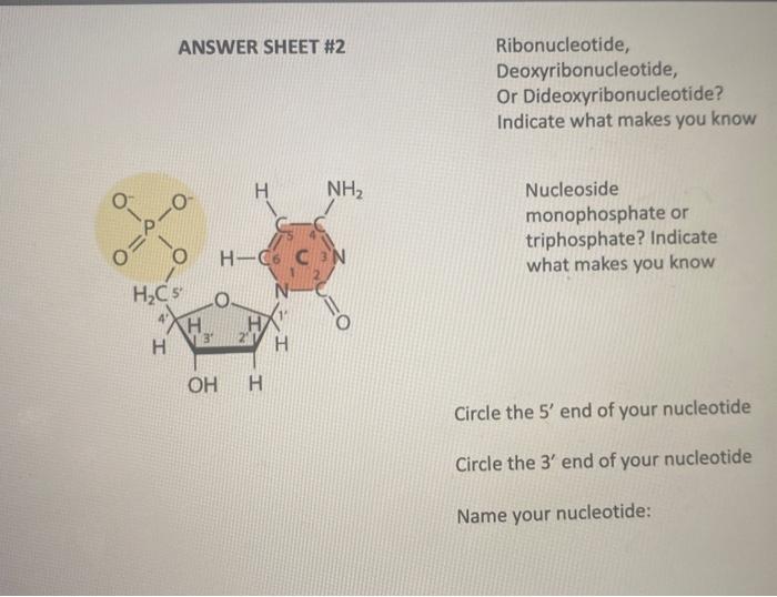 Solved ANSWER SHEET \#2 Circle the 5′ end of your nucleotide | Chegg.com