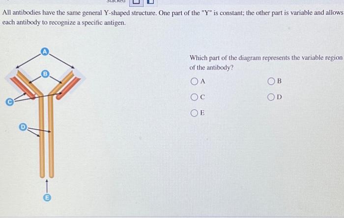 Solved All antibodies have the same general Y-shaped | Chegg.com