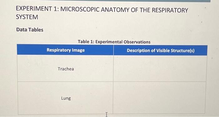 Solved EXPERIMENT 1: MICROSCOPIC ANATOMY OF THE RESPIRATORY | Chegg.com