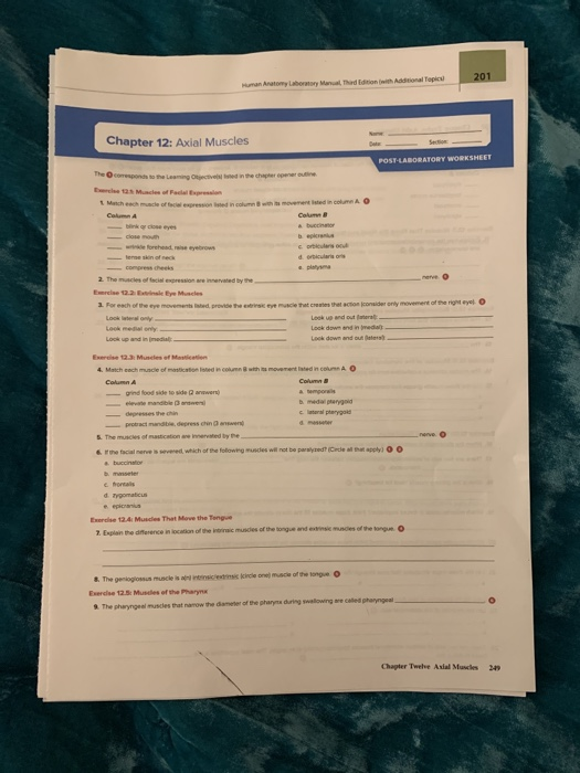 Solved o 201 Human Anatomy Laborad Chapter 12: Axial Muscles | Chegg.com