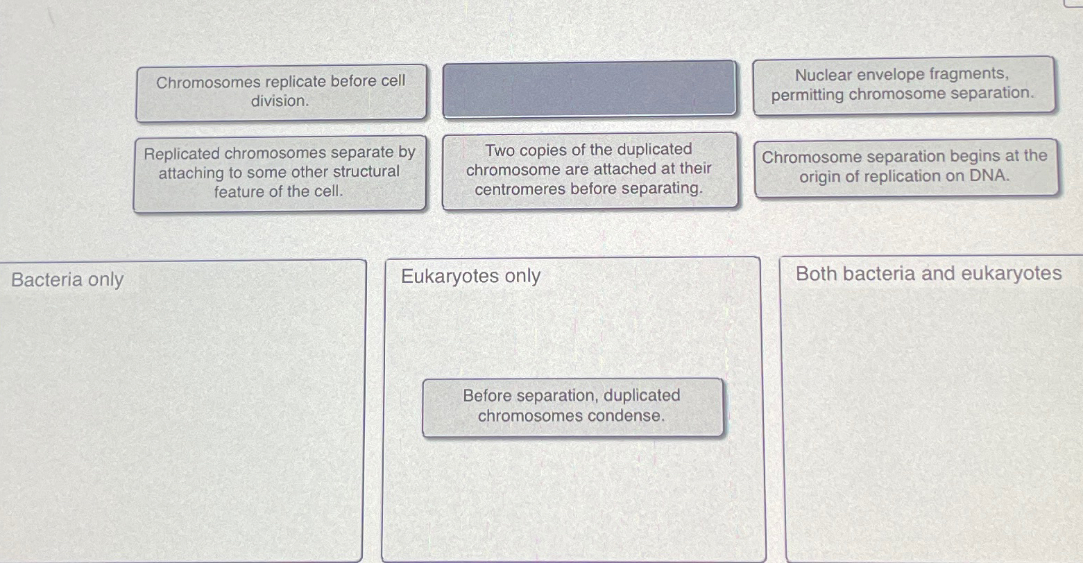 Solved Nuclear envelope fragments, permitting chromosome | Chegg.com