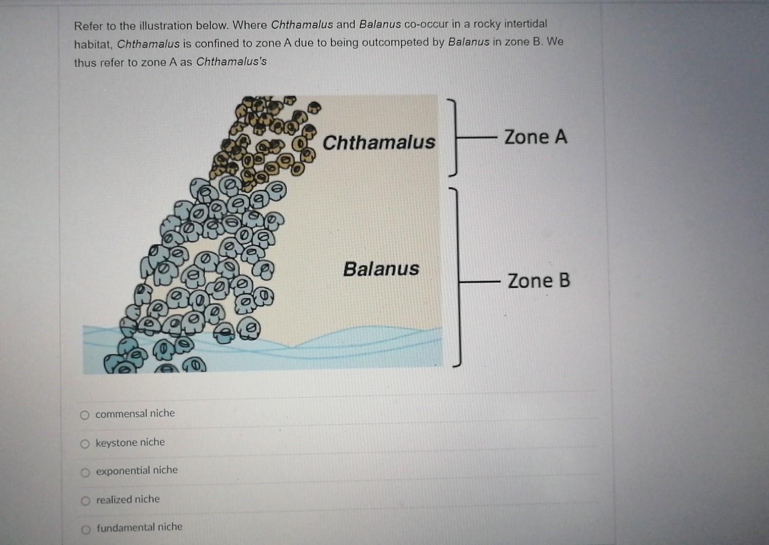 Solved Refer to the illustration below. Where Chthamalus and | Chegg.com