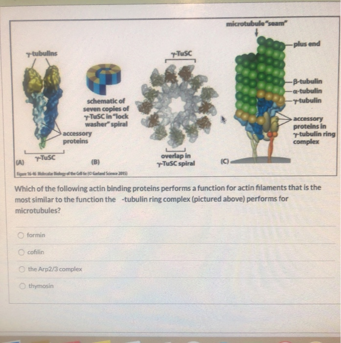 Solved which of the following actin binding proteins | Chegg.com