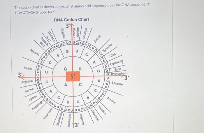 Solved The codon chart is shown below, what amino acid | Chegg.com