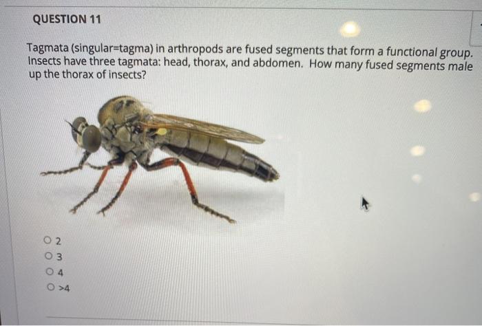Solved QUESTION 11 Tagmata (singular=tagma) in arthropods | Chegg.com