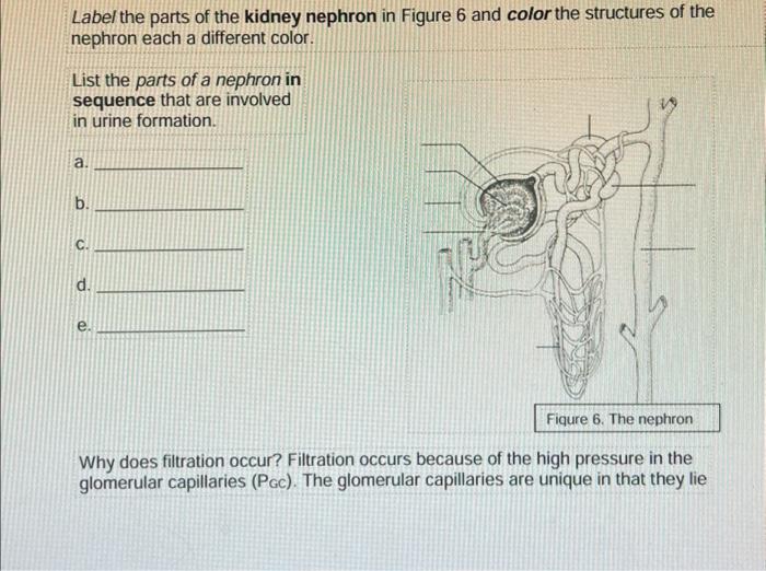 Solved Label the parts of the kidney nephron in Figure 6 and | Chegg.com