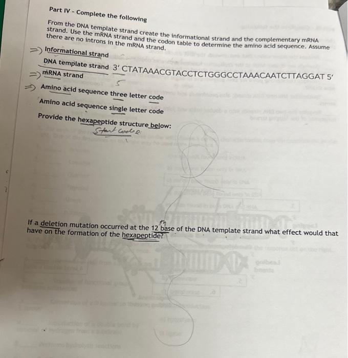 Solved Part IV - Complete the following From the DNA | Chegg.com Solved Part IV - Complete the following From the DNA | Chegg.com