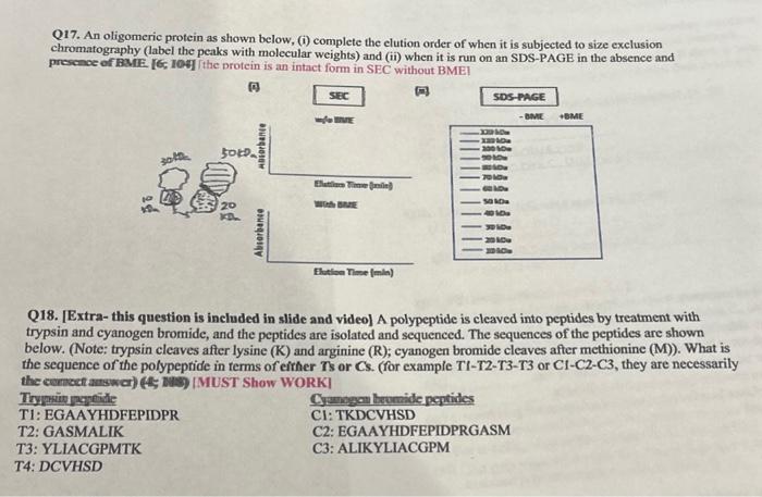 Solved Q17. An oligomeric protein as shown below, (i) | Chegg.com