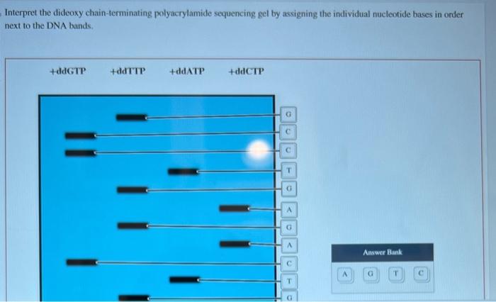 Solved Interpret the dideoxy chain-terminating | Chegg.com