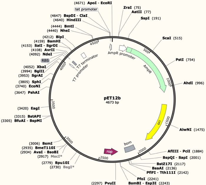 Solved READING THE MAP: The PET12b vector map is shown | Chegg.com