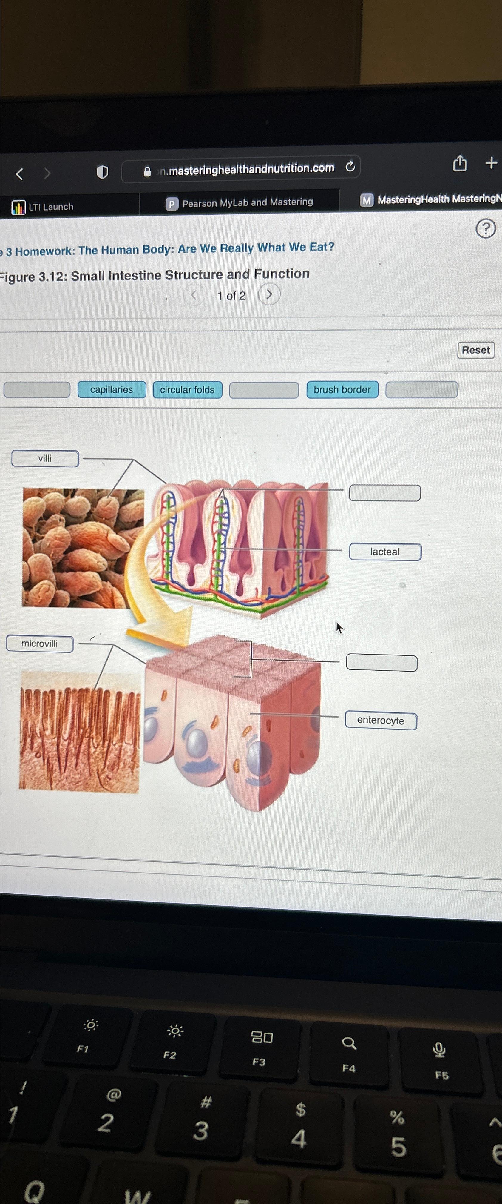 Solved 3 ﻿Homework: The Human Body: Are We Really What We | Chegg.com