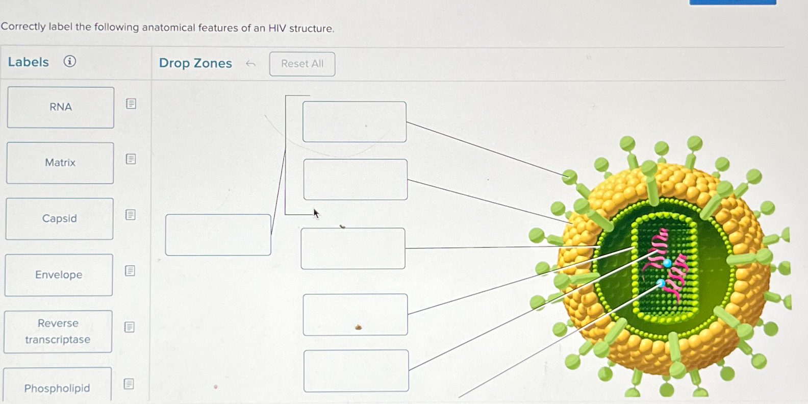 Solved Correctly label the following anatomical features of | Chegg.com