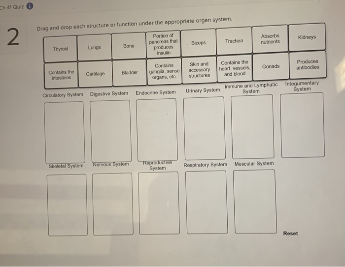 Solved Drag and drop each structure or function under the | Chegg.com