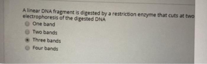 Solved A linear DNA fragment is digested by a restriction | Chegg.com