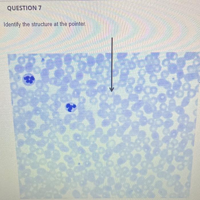 Solved Identify the structure at the pointer. Identify the | Chegg.com
