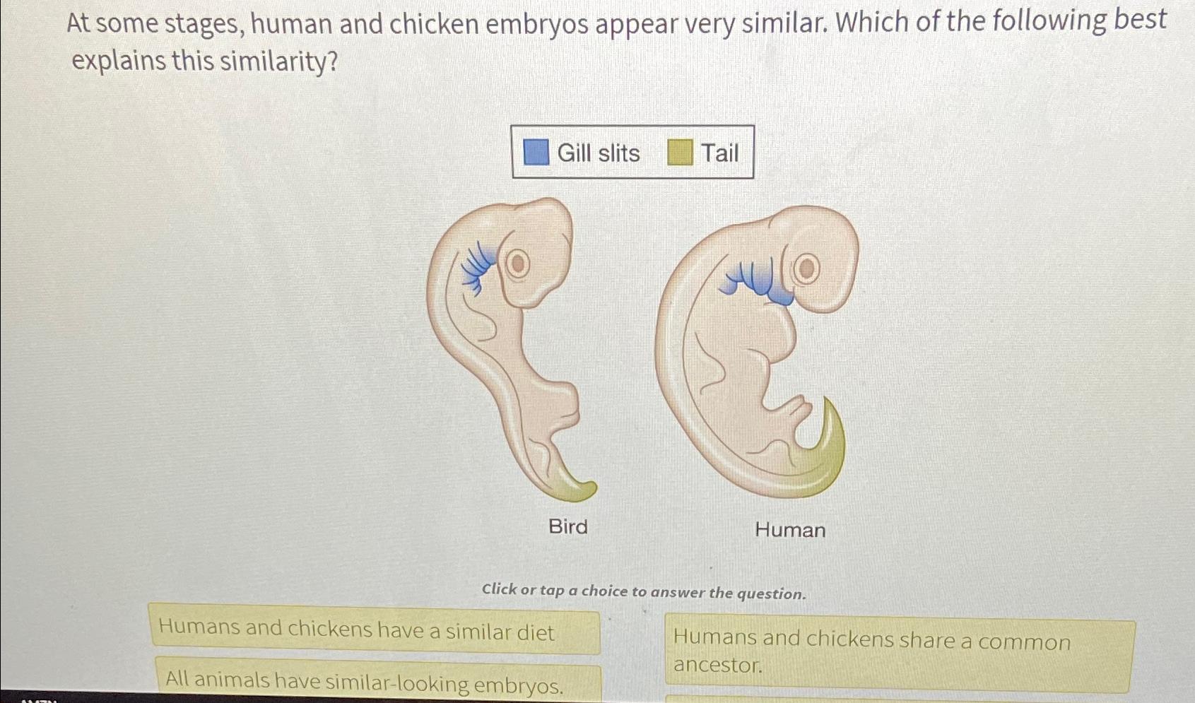 Solved At some stages, human and chicken embryos appear very | Chegg.com