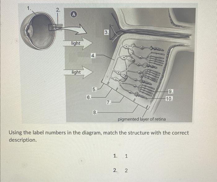 [Solved]: Using the label numbers in the diagram, match the