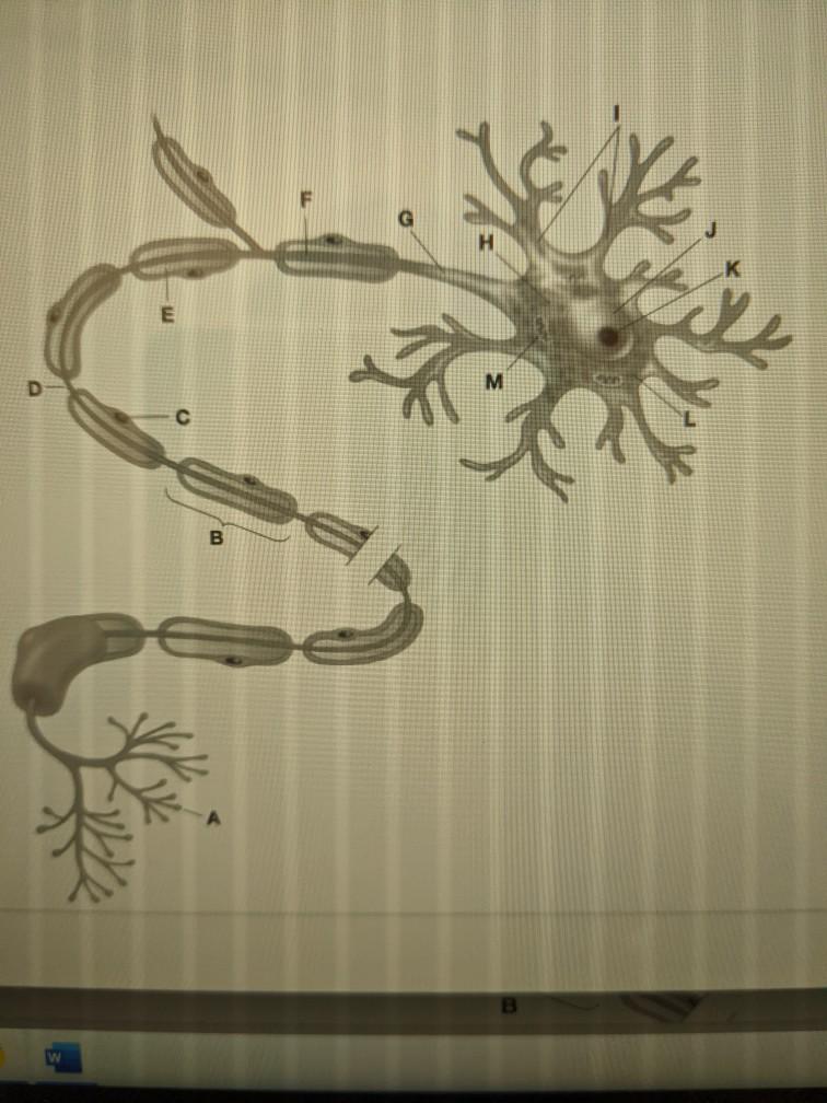 Solved و synaptic terminals label A axon hillock label G | Chegg.com