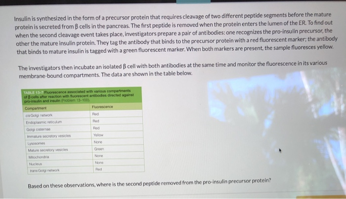 Solved Insulin is synthesized in the form of a precursor | Chegg.com