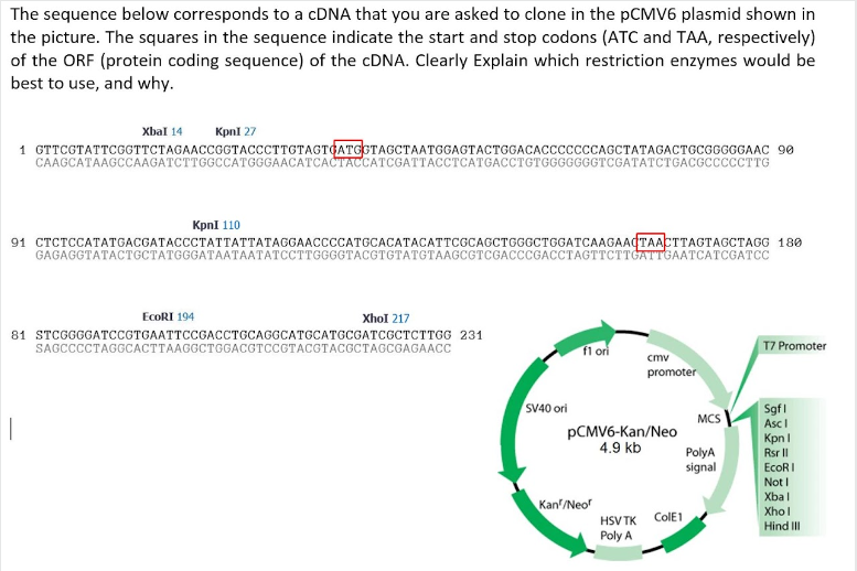 Solved The sequence below corresponds to a cDNA that you are | Chegg.com