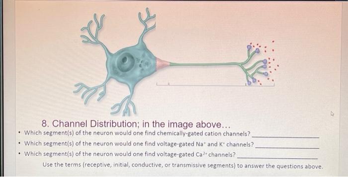 Solved 7. Neuron Segments; in the image above... - The | Chegg.com