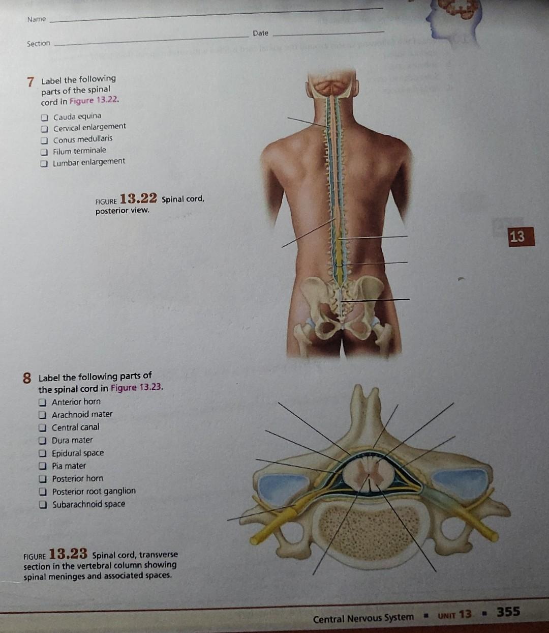Conus Medullaris Cauda Equina Cervical Enlargement And Lumbar Enlargement
