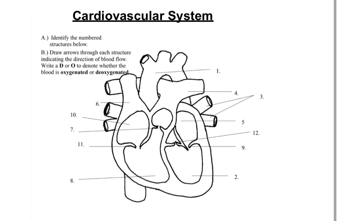 Solved Cardiovascular SystemA.) ﻿Identify the numbered | Chegg.com