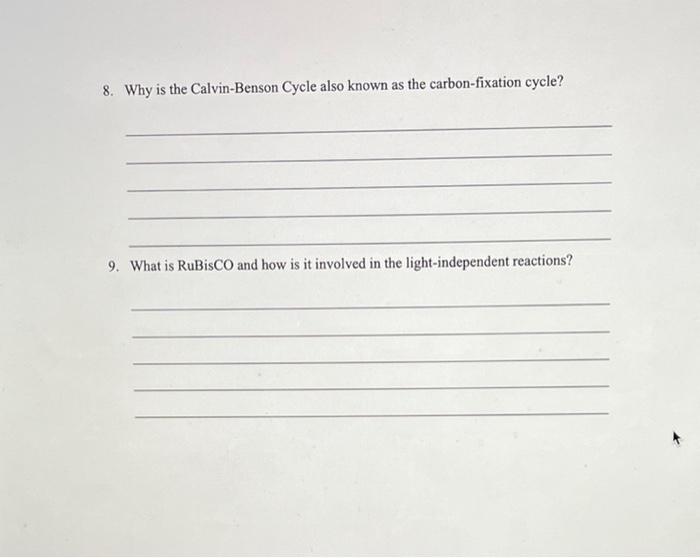 Solved Name your submission Lastname, Photoswuthesis and | Chegg.com