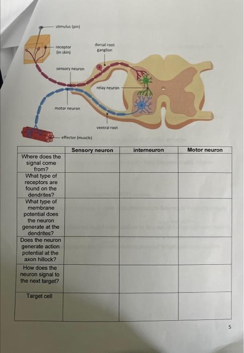 Solved zencept integration: functional neural pathway allows | Chegg.com