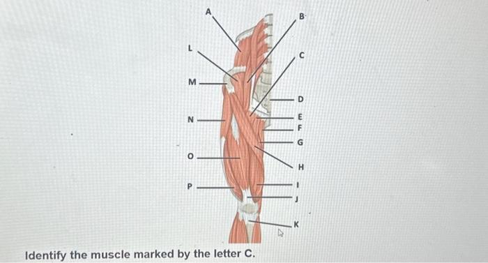 Solved Identify the muscle marked by the letter G.Identify | Chegg.com