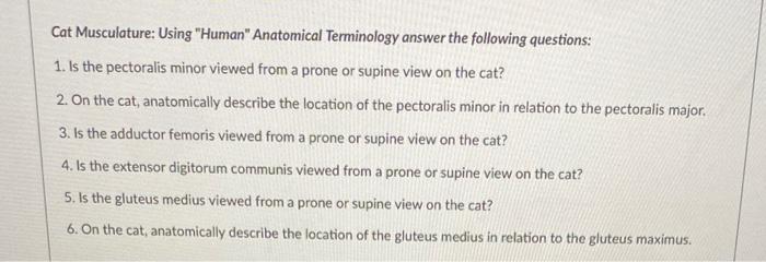 Solved Cat Musculature: Using "Human" Anatomical Terminology | Chegg.com