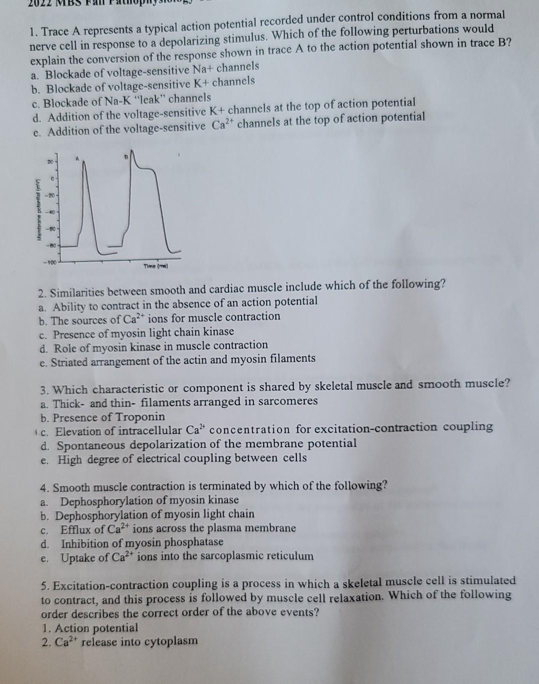 Solved 1. Trace A represents a typical action potential | Chegg.com
