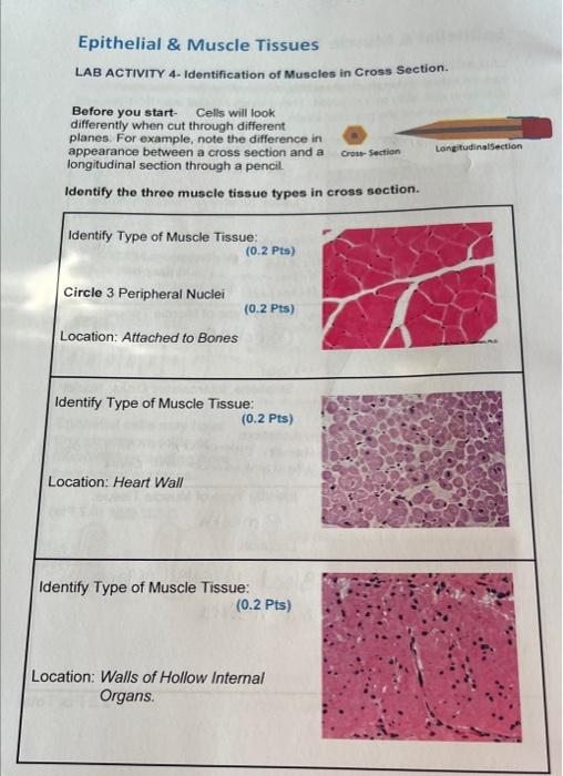 Epithelial \& Muscle Tissues LAB ACTIVITY | Chegg.com