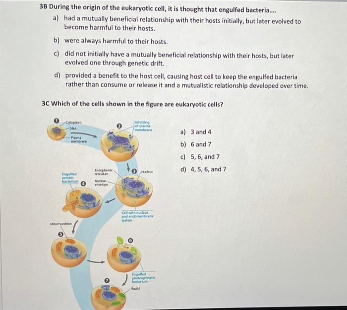 Solved Assignment 3: The Serial Endosymbiosis Theory 3A In | Chegg.com