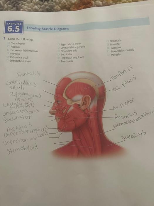 Solved 1 Label the following: Stemohyoid Risorius 14. | Chegg.com