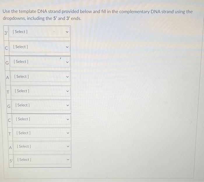 Solved Use the template DNA strand provided below and fill | Chegg.com
