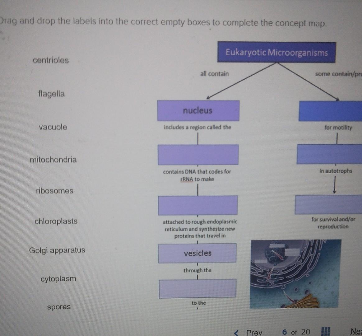 Solved rag and drop the labels into the correct empty boxes | Chegg.com