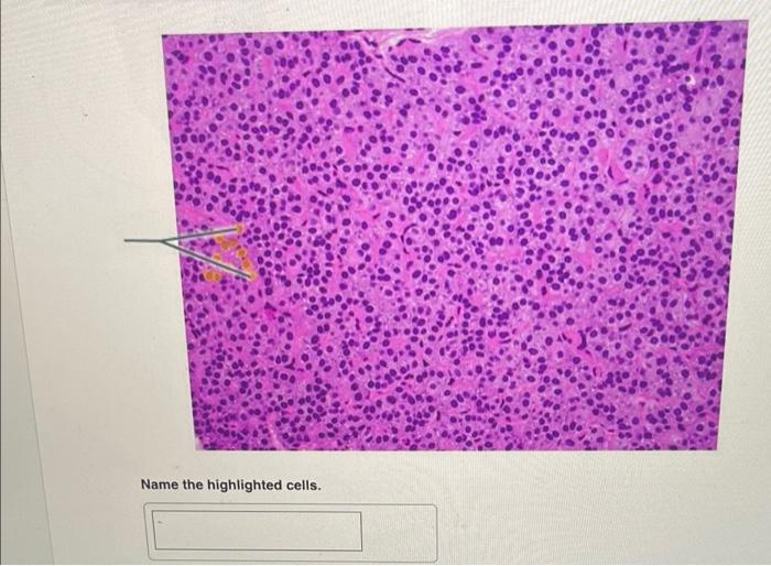 Solved Identify the highlighted structure. Identify the | Chegg.com
